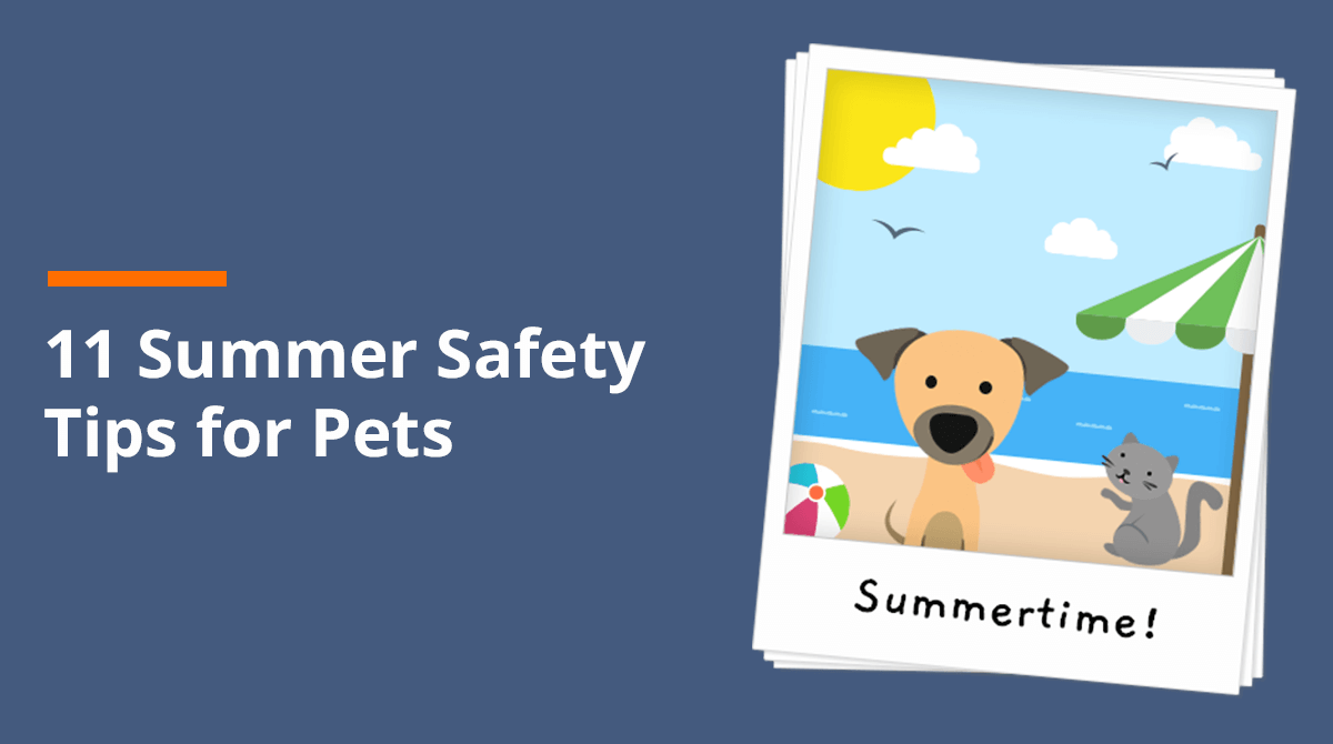 11 Summer Safety Tips for Pets - Pet Shed
