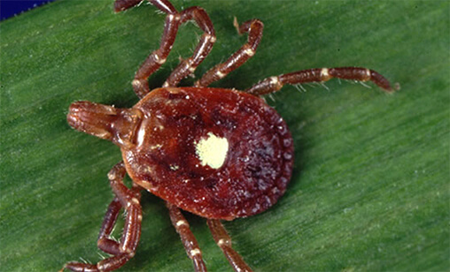 Pet Flea and Tick Control Buying Guide - Pet Shed