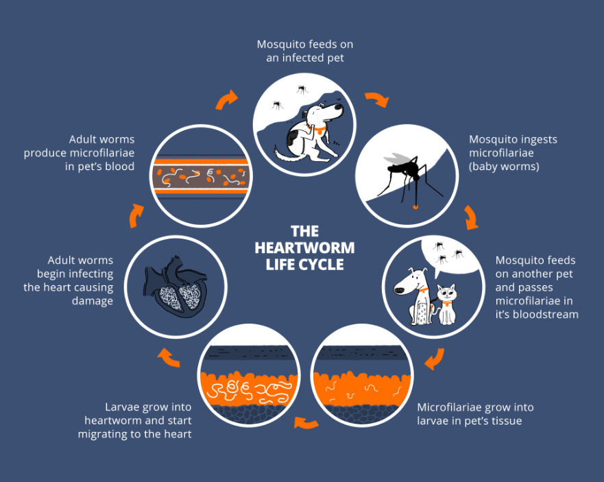 Heartworm Medicine Buying Guide - Pet Shed
