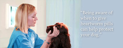 The Best Time to Give Your Dog Heartworm Pills - Pet Shed