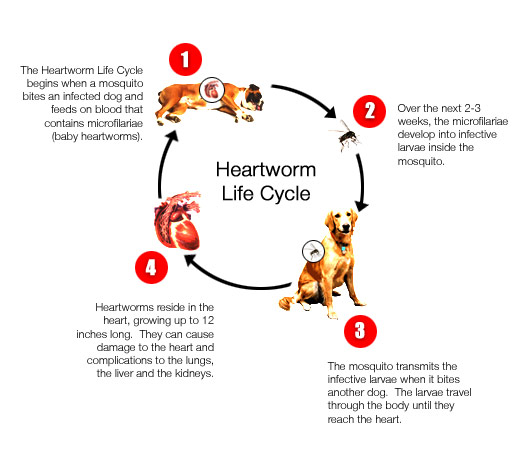 Pet Shed Expert Columns » Understanding Heartworm Infection