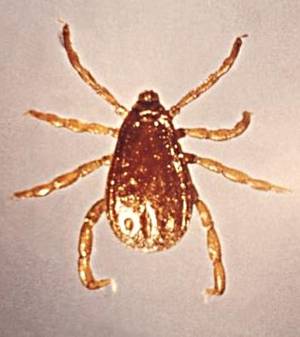 All About Brown Dog Ticks
