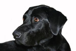 Preventic Tick Collar - Pet Shed