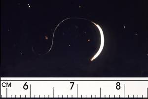 What Are Canine Whipworms? - Pet Shed