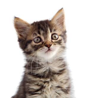 Cat Mites and Feline Demodectic Mange - Pet Shed