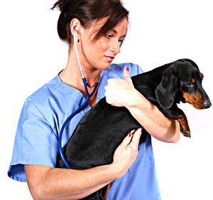 Frontline Plus for Dogs - Pet Shed