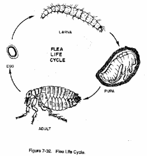The Flea Life Cycle - Pet Shed